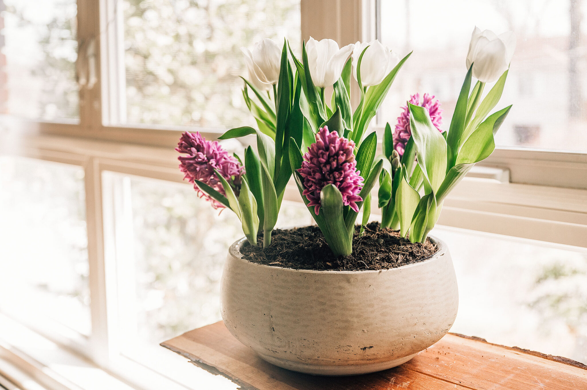 DIY Spring Container Garden - Tandra Nicole