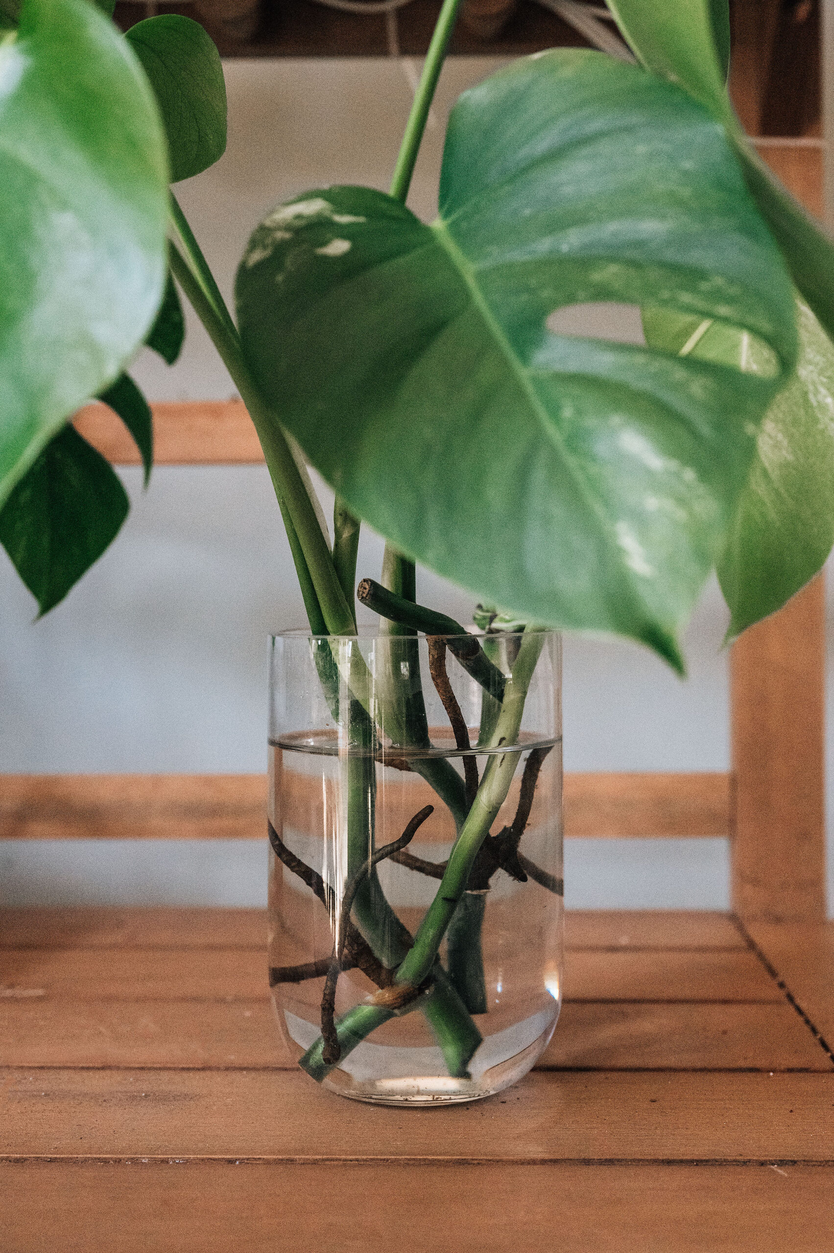 A Beginner’s Guide to Propagating a Monstera Albo in Water - Tandra Nicole